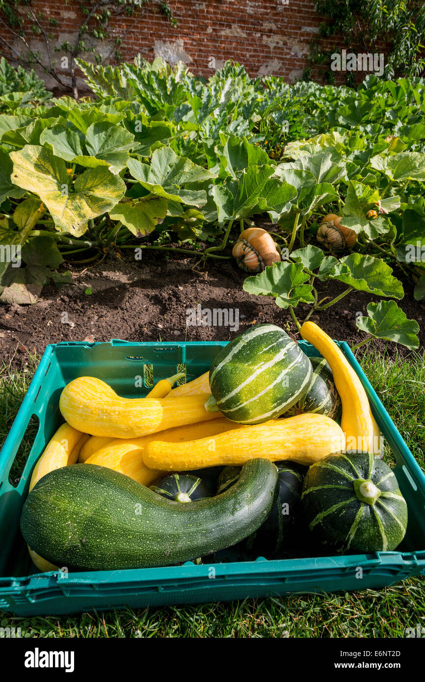 Assorted squash and gourds picked from a organic vegetable crop Stock ...