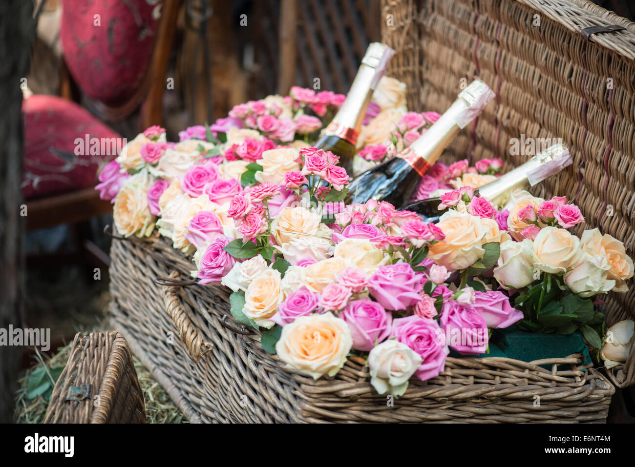 Beauty of roses Stock Photo - Alamy