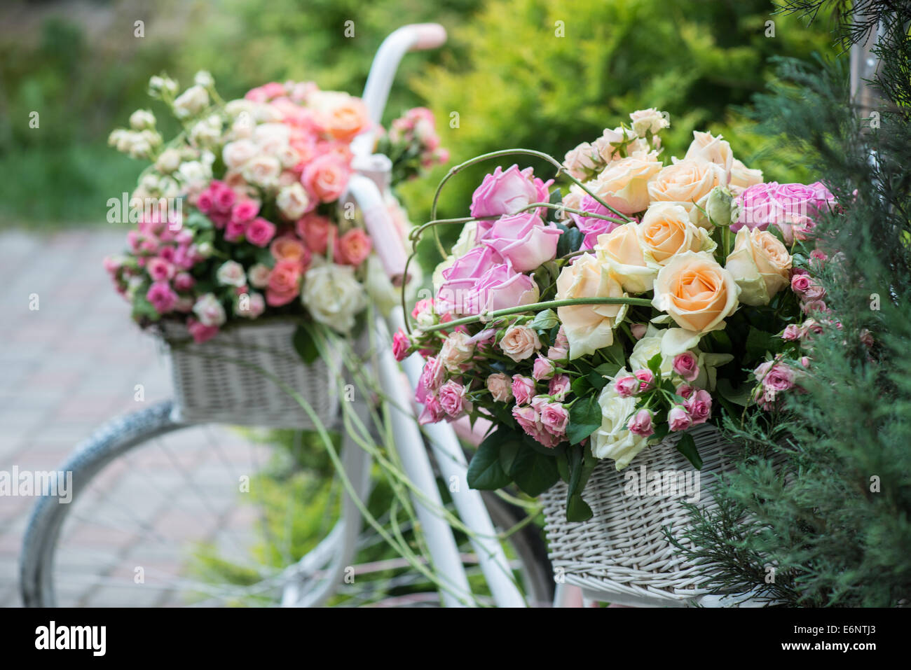 Beauty of roses Stock Photo - Alamy