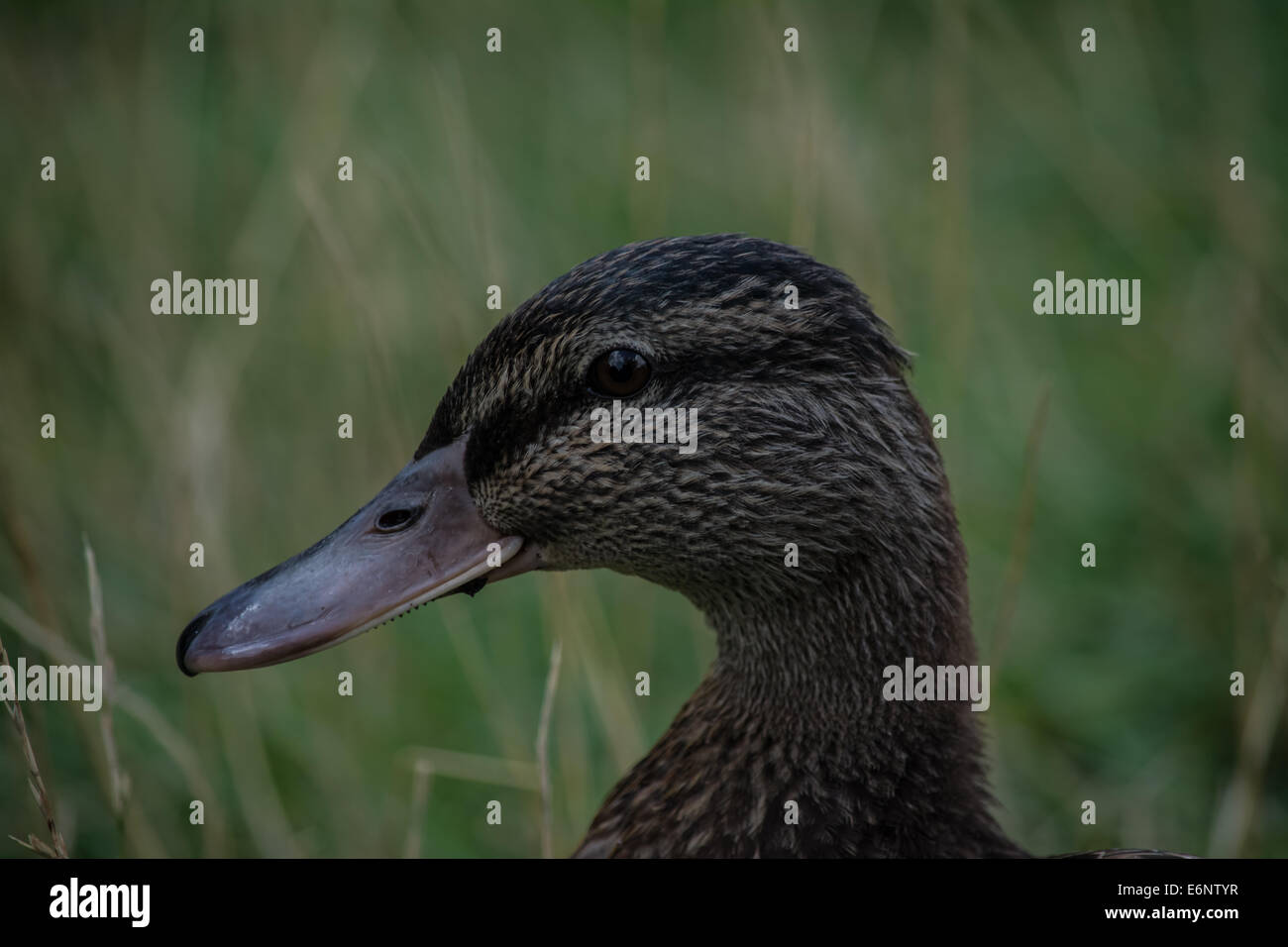 Mallard duck head hi-res stock photography and images - Alamy