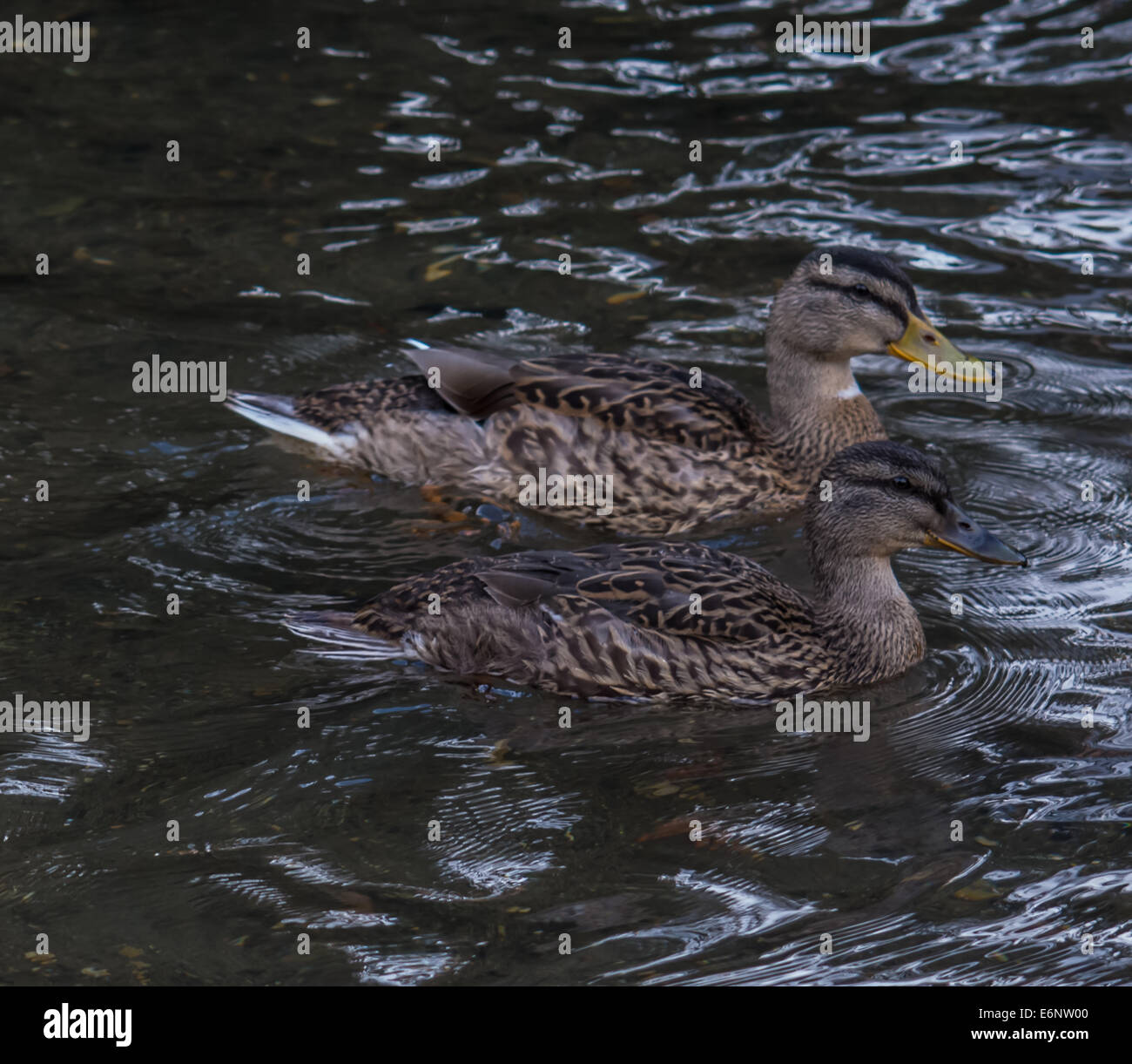 Two ducks mallard ducks hi-res stock photography and images - Alamy