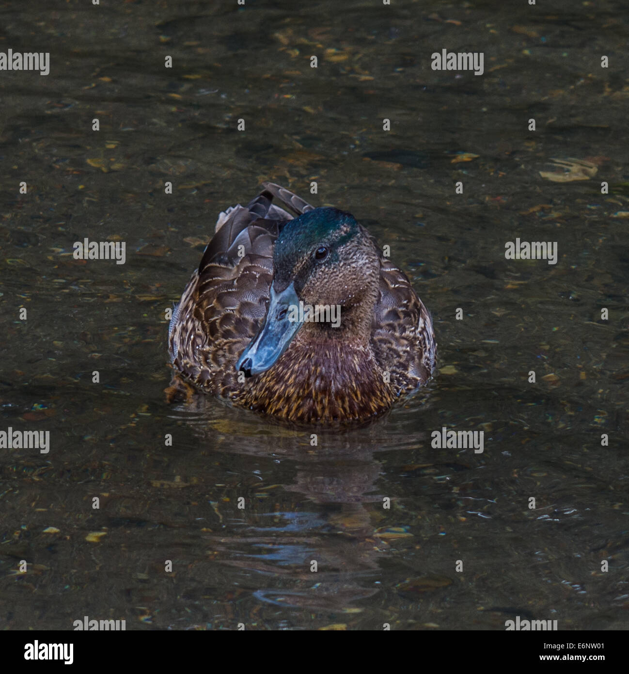 Mallard swimming hi-res stock photography and images - Alamy