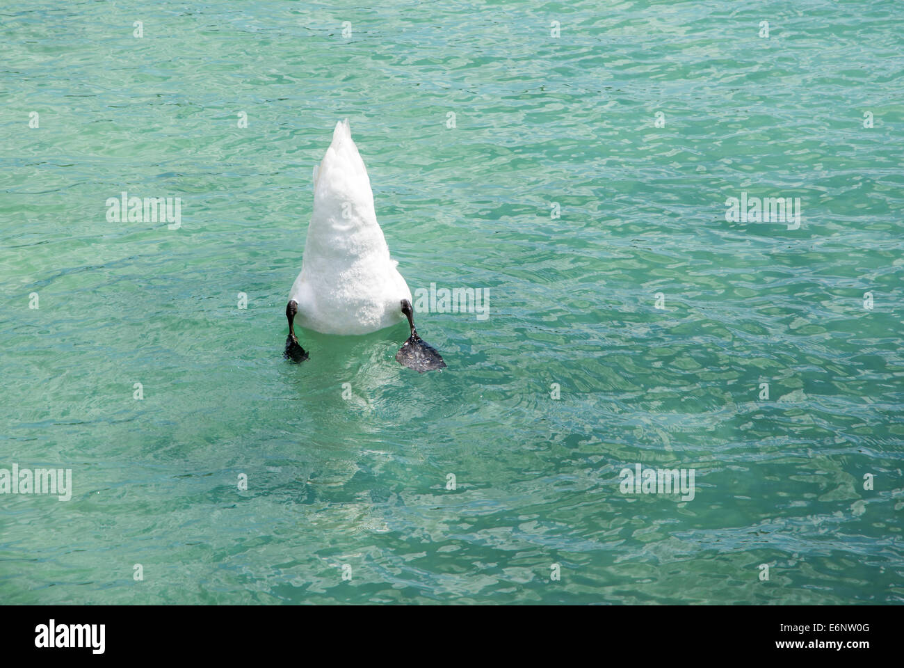 White tail of a diving swan Stock Photo - Alamy