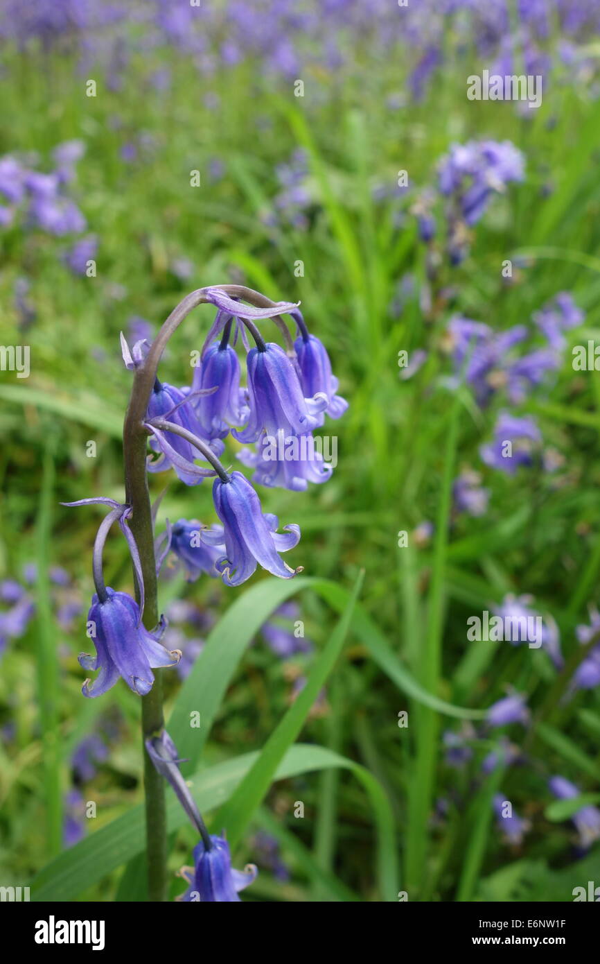 English Bluebell Flower Stock Photo - Alamy
