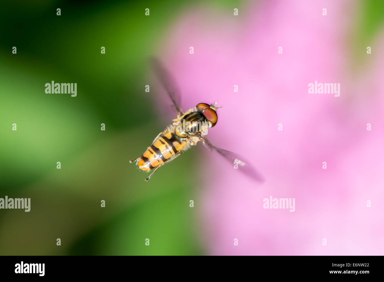 Closeup of a flying hoverfly Stock Photo - Alamy