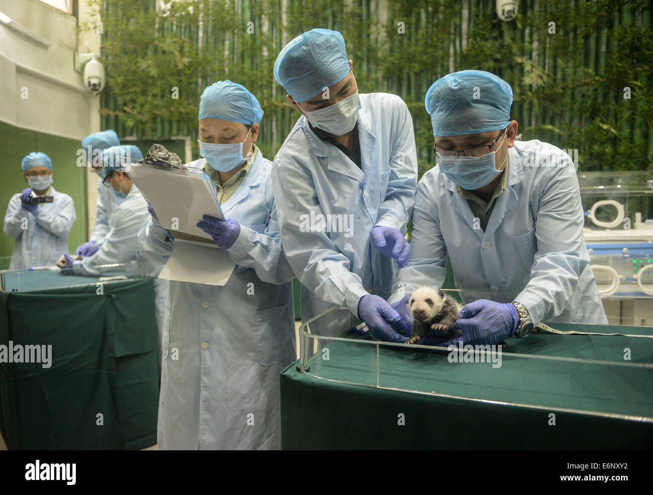 Gangzhou, China. 28th Aug, 2014. Giant panda experts conduct a health ...