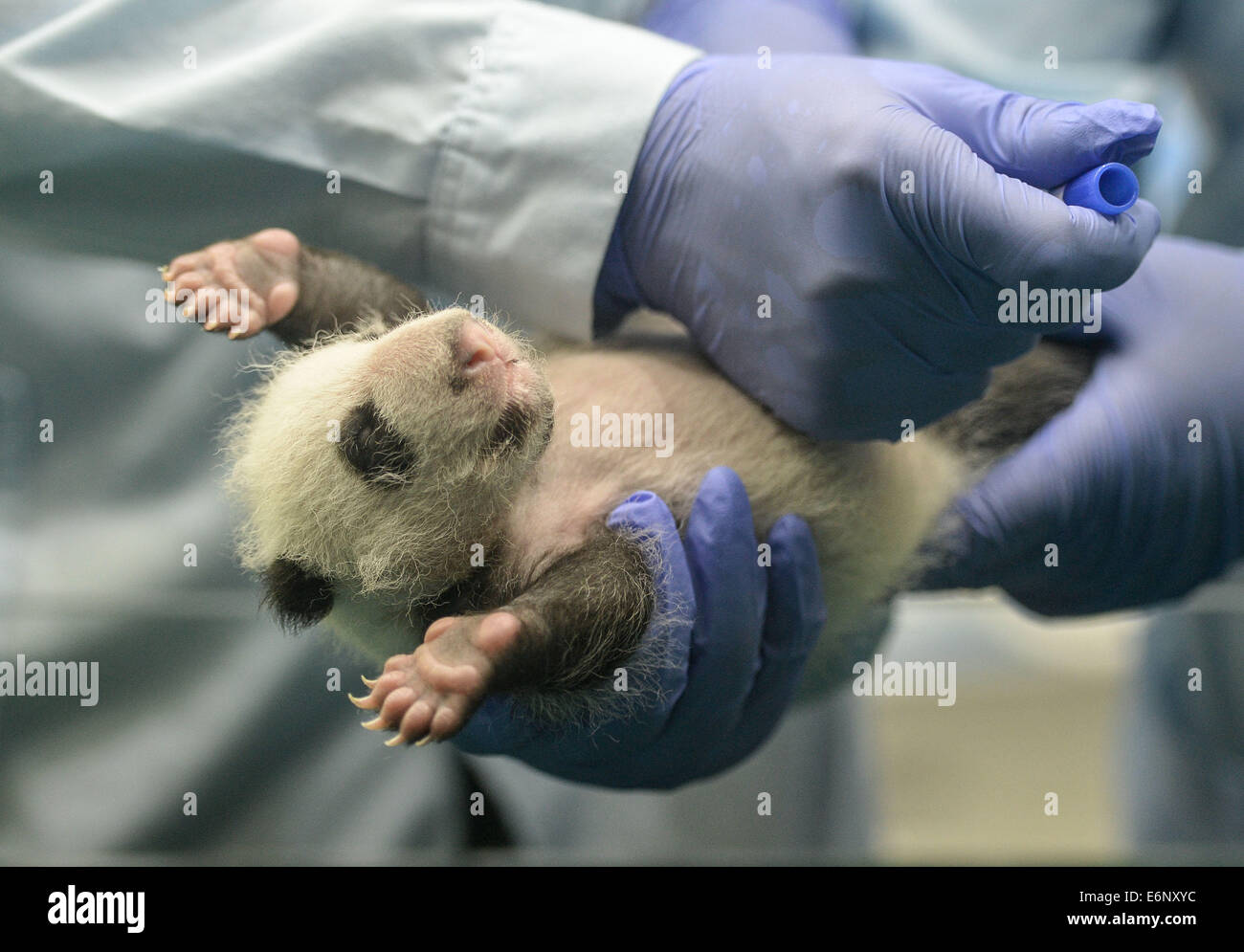 Guangzhou, China. 28th Aug, 2014. A giant panda expert conducts a ...