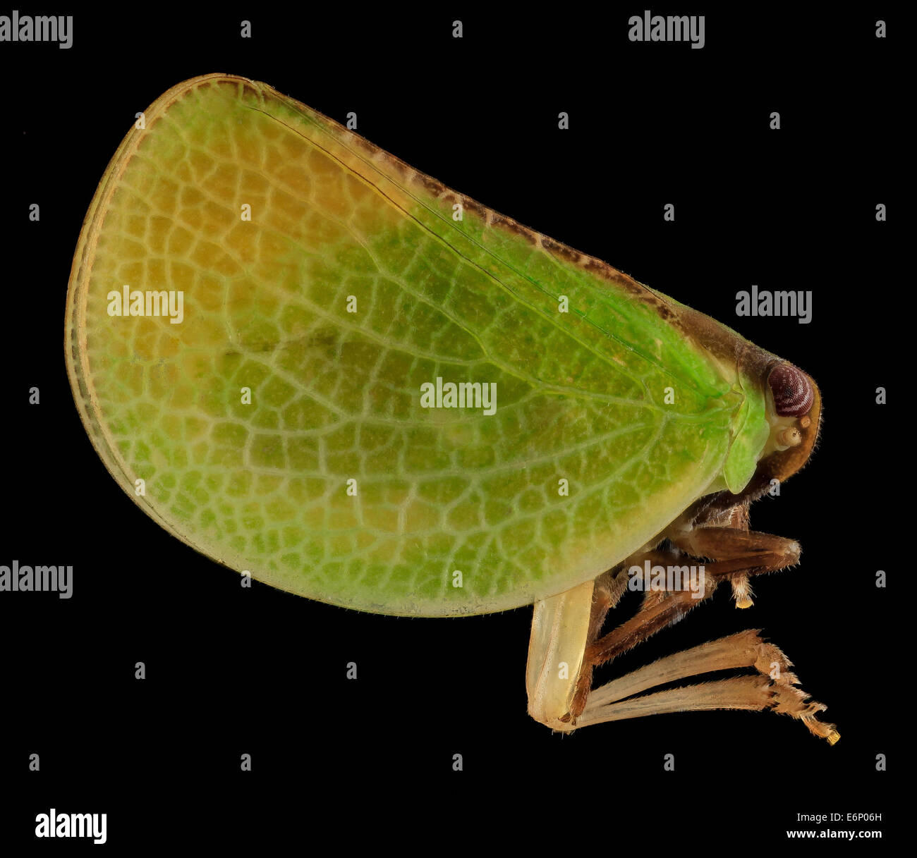 This image shows the Two-striped Planthopper (Acanalonia bivittata), a ...