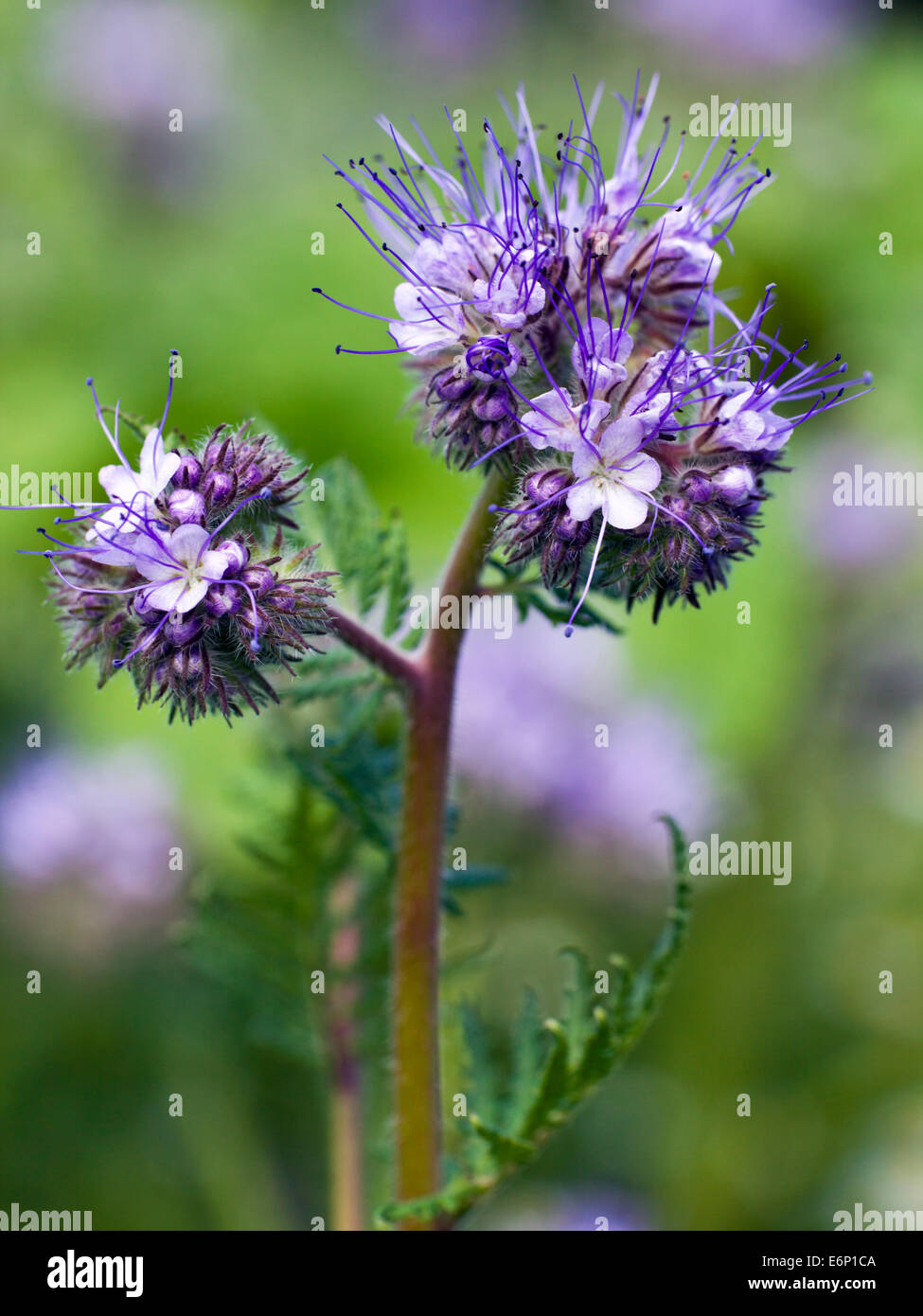 Closeup of Phacelia Tanacetifolia or Scorpionweed flower Stock Photo ...