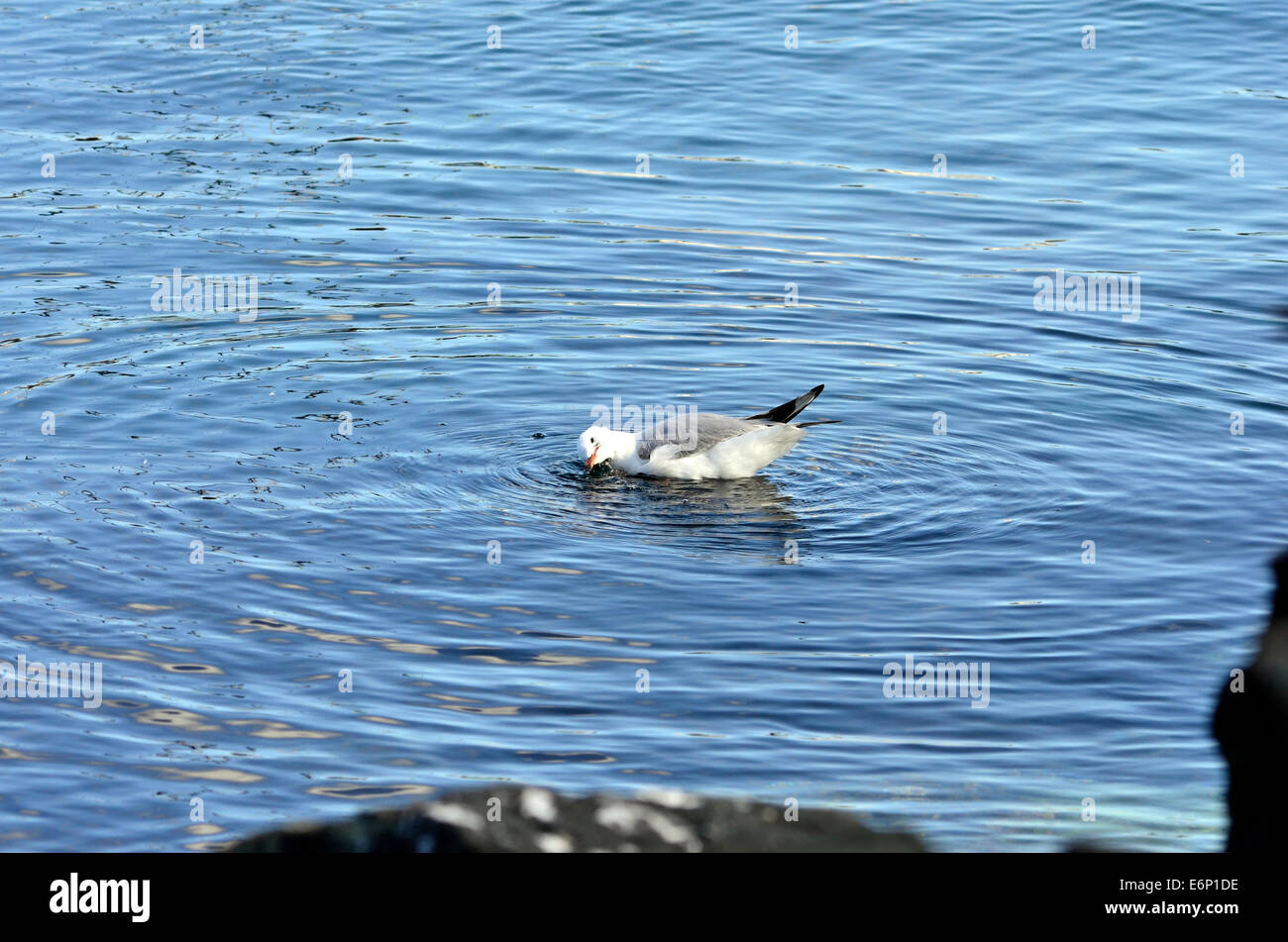 Seagull drinking from the water Stock Photo - Alamy