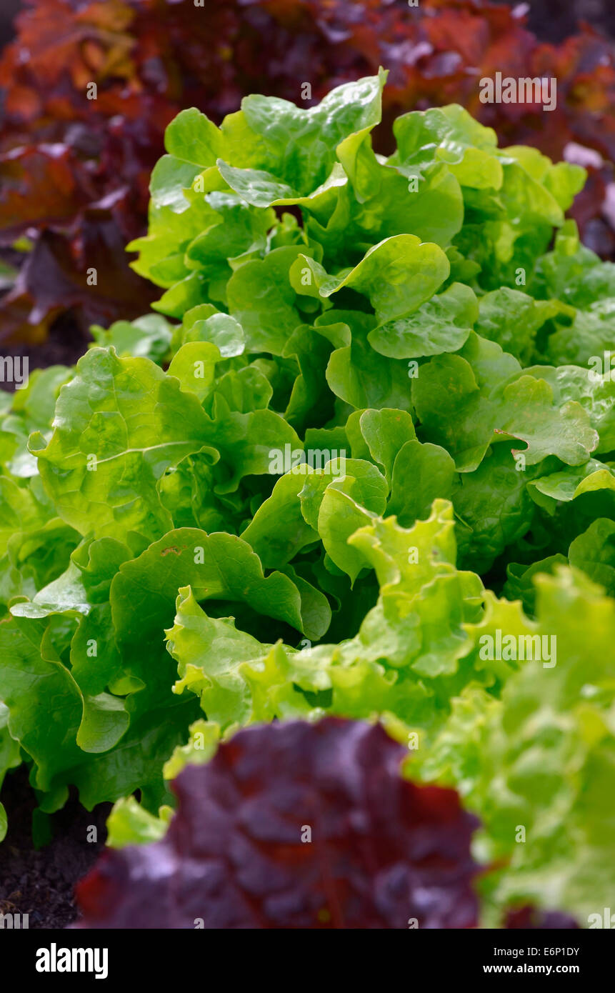 Mixed lettuce hi-res stock photography and images - Alamy