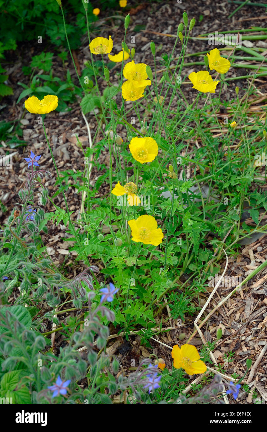 Welsh poppies hi-res stock photography and images - Alamy