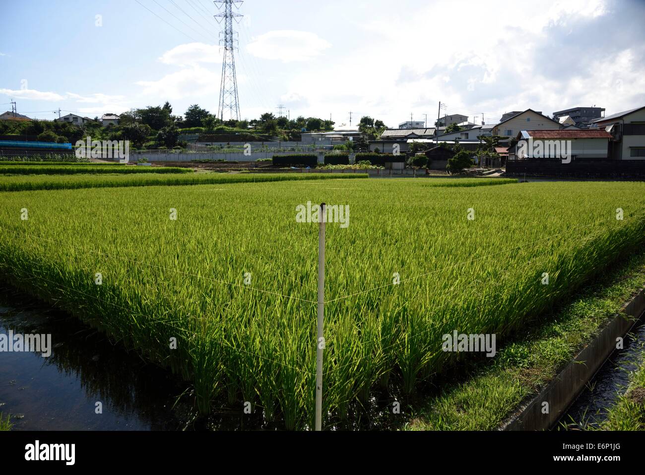 Rice field corner hi-res stock photography and images - Alamy