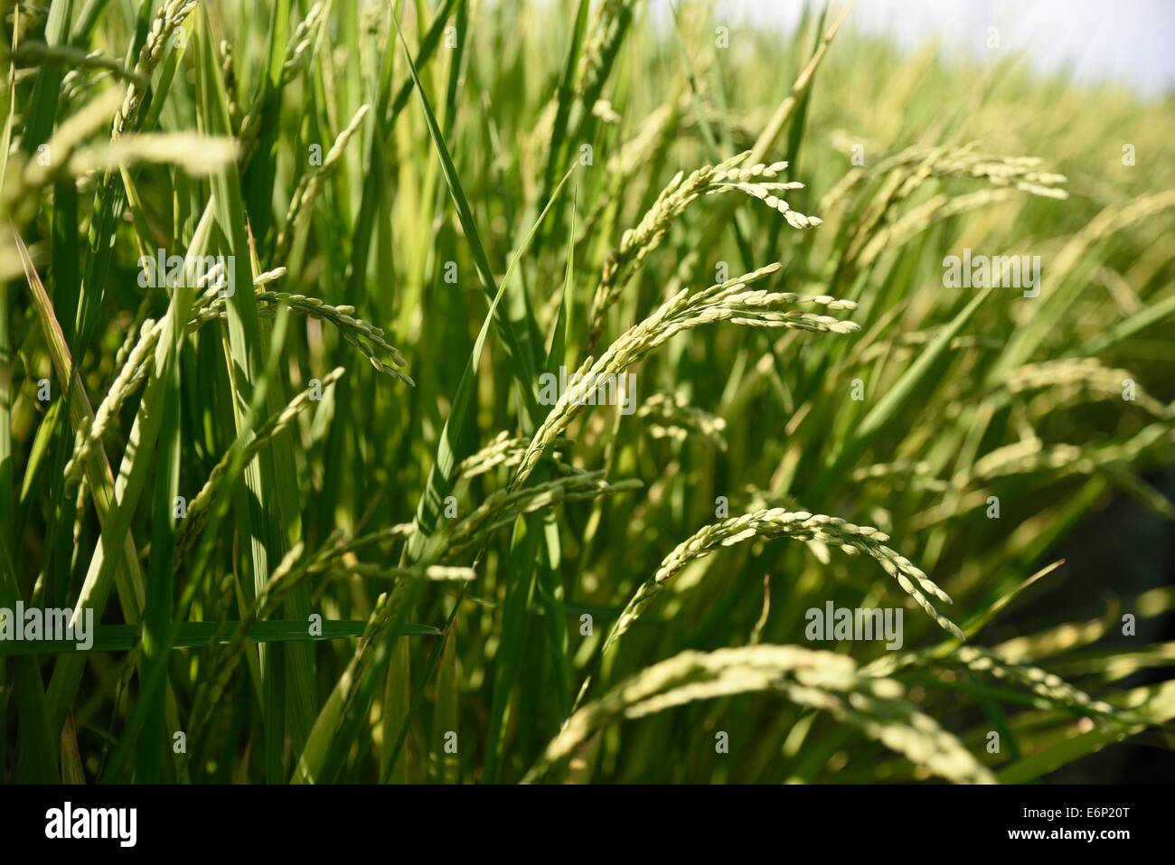 Isehara japan hi-res stock photography and images - Alamy