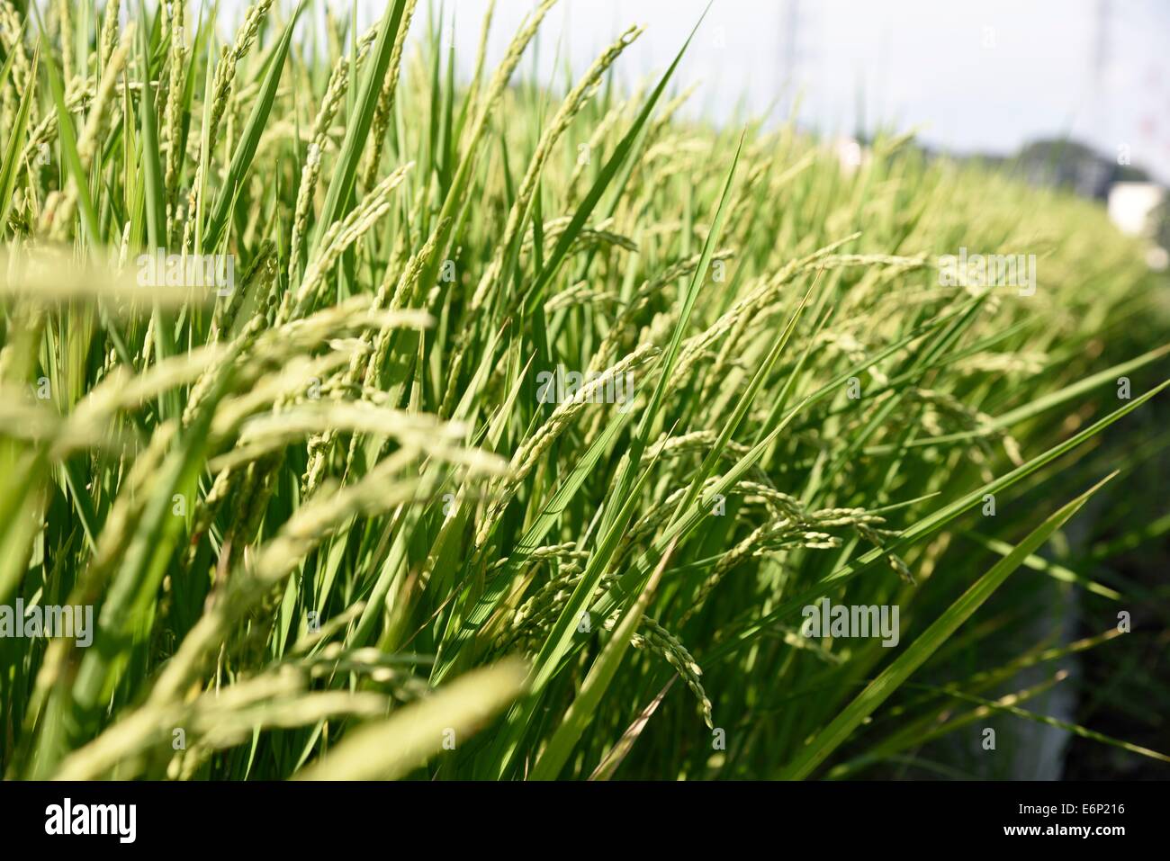 Isehara japan hi-res stock photography and images - Alamy