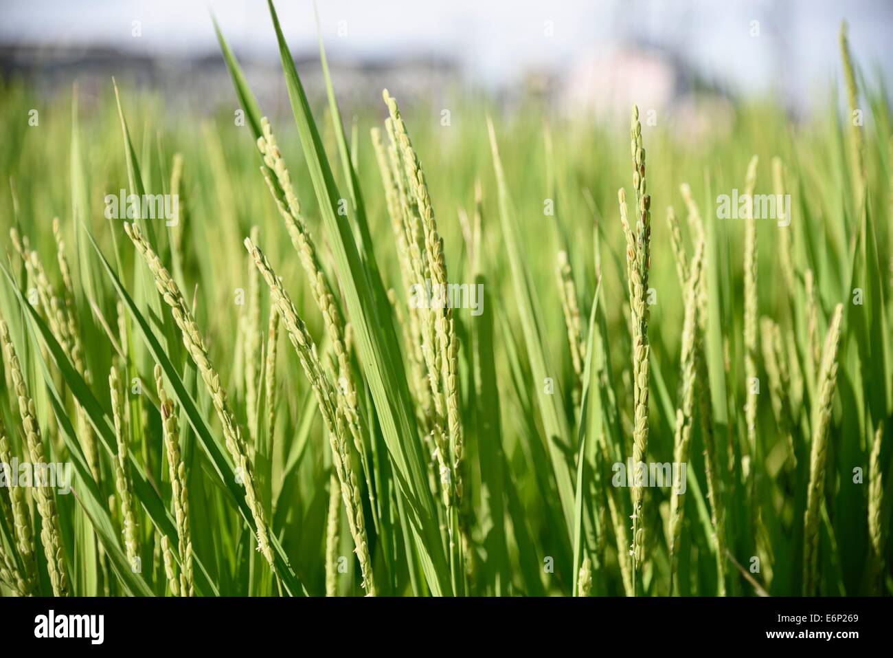Isehara japan hi-res stock photography and images - Alamy