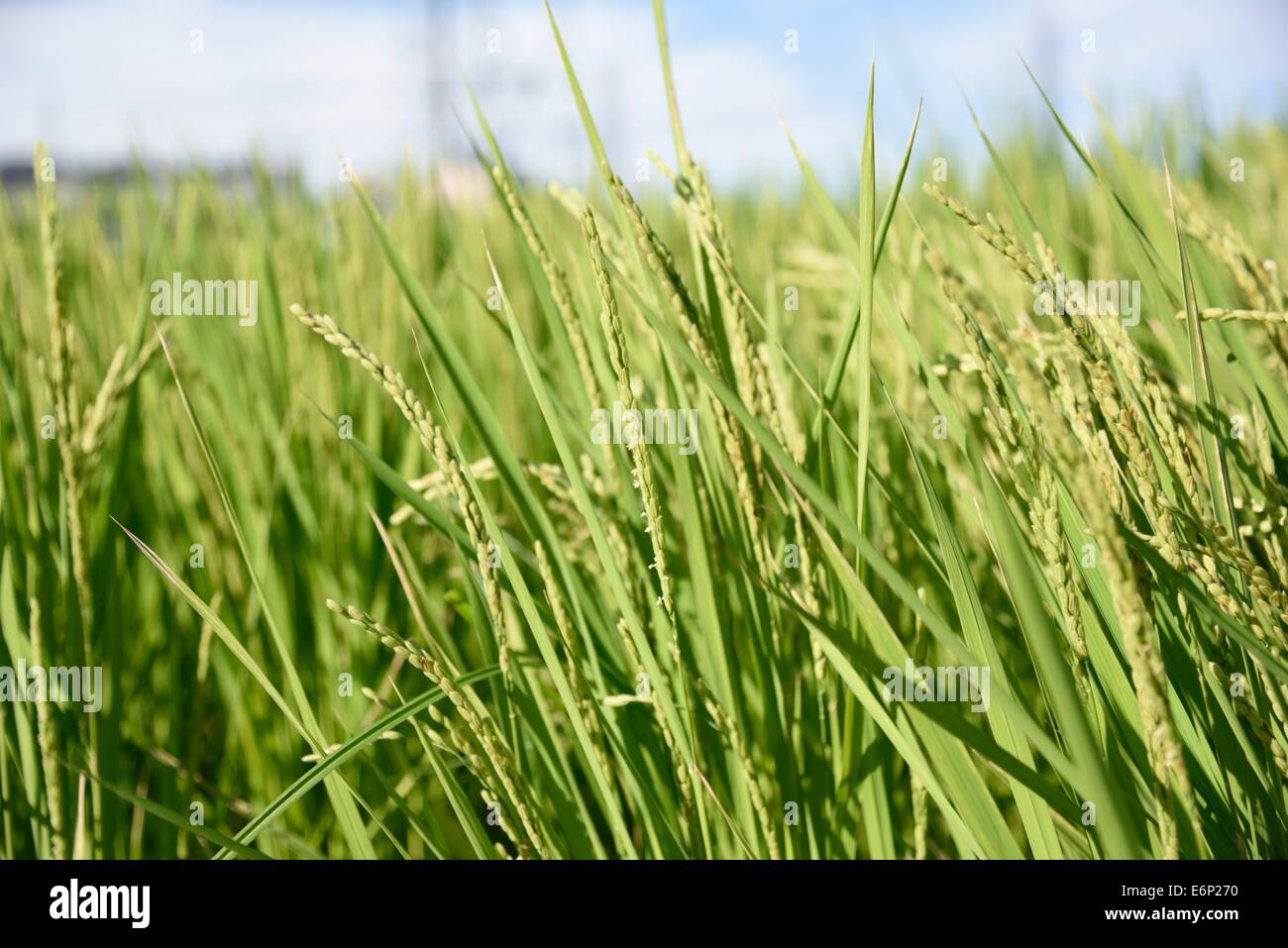 Isehara japan hi-res stock photography and images - Alamy