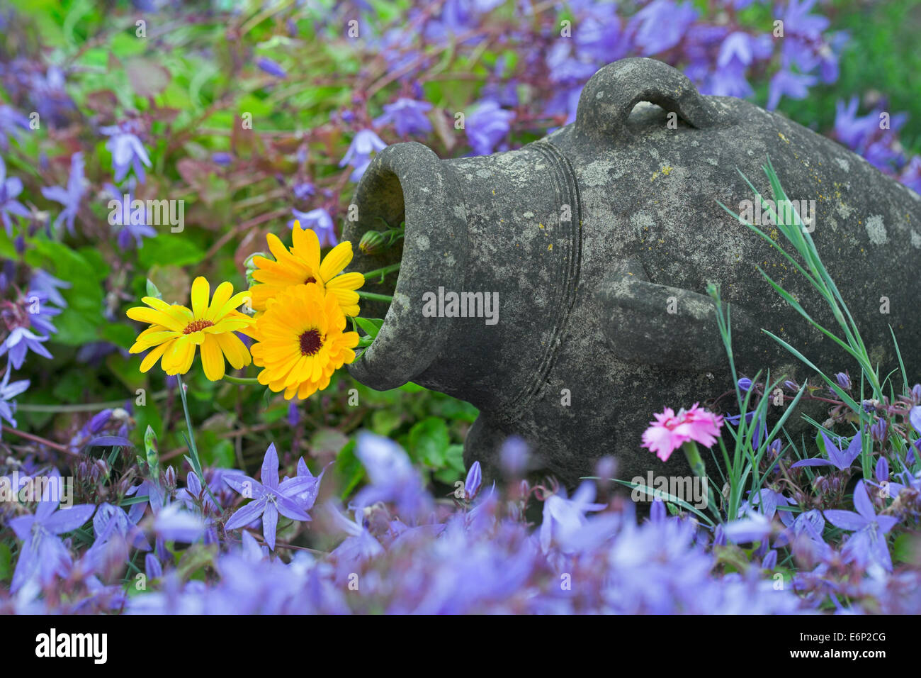 Marigold flowers hi-res stock photography and images - Alamy