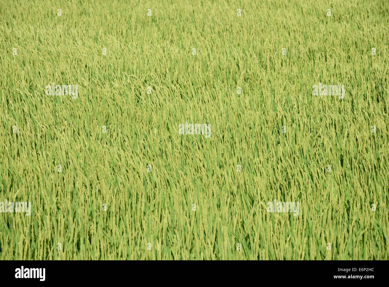 Isehara japan hi-res stock photography and images - Alamy