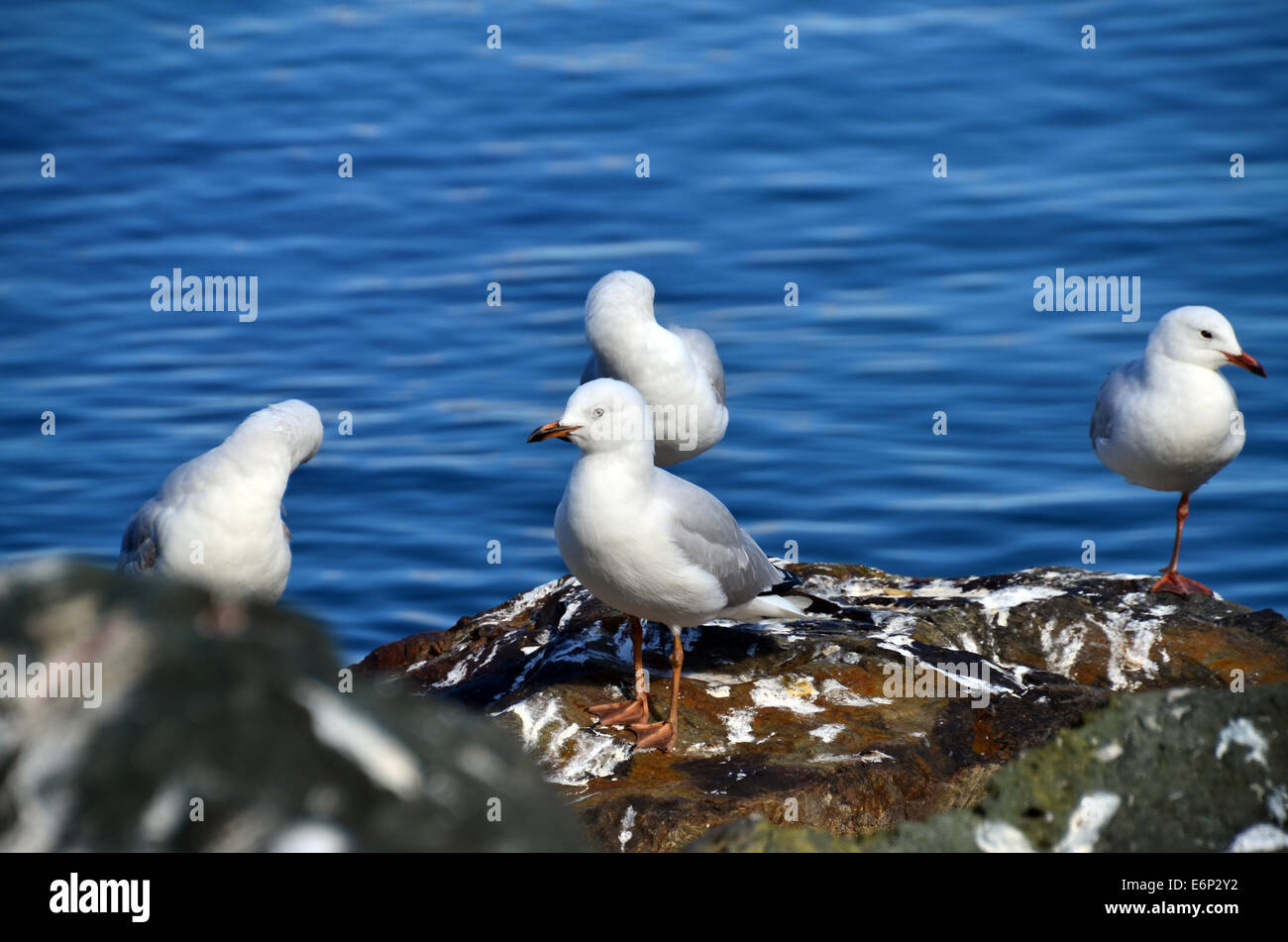 Seagull droppings hi-res stock photography and images - Alamy