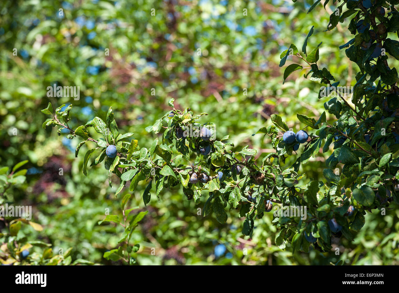 Damson tree hi-res stock photography and images - Alamy