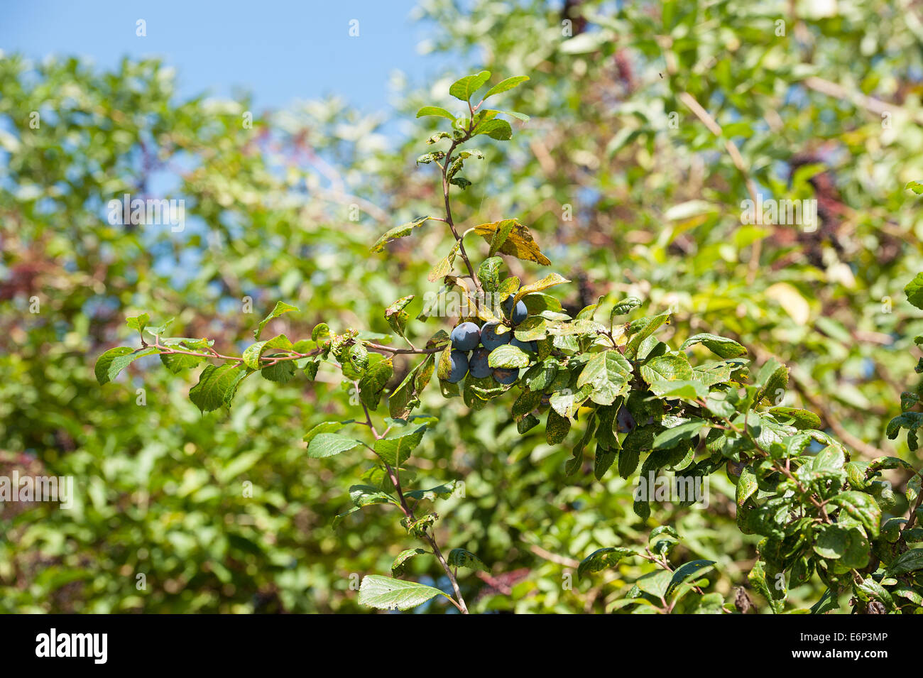 Damson tree garden hi-res stock photography and images - Alamy