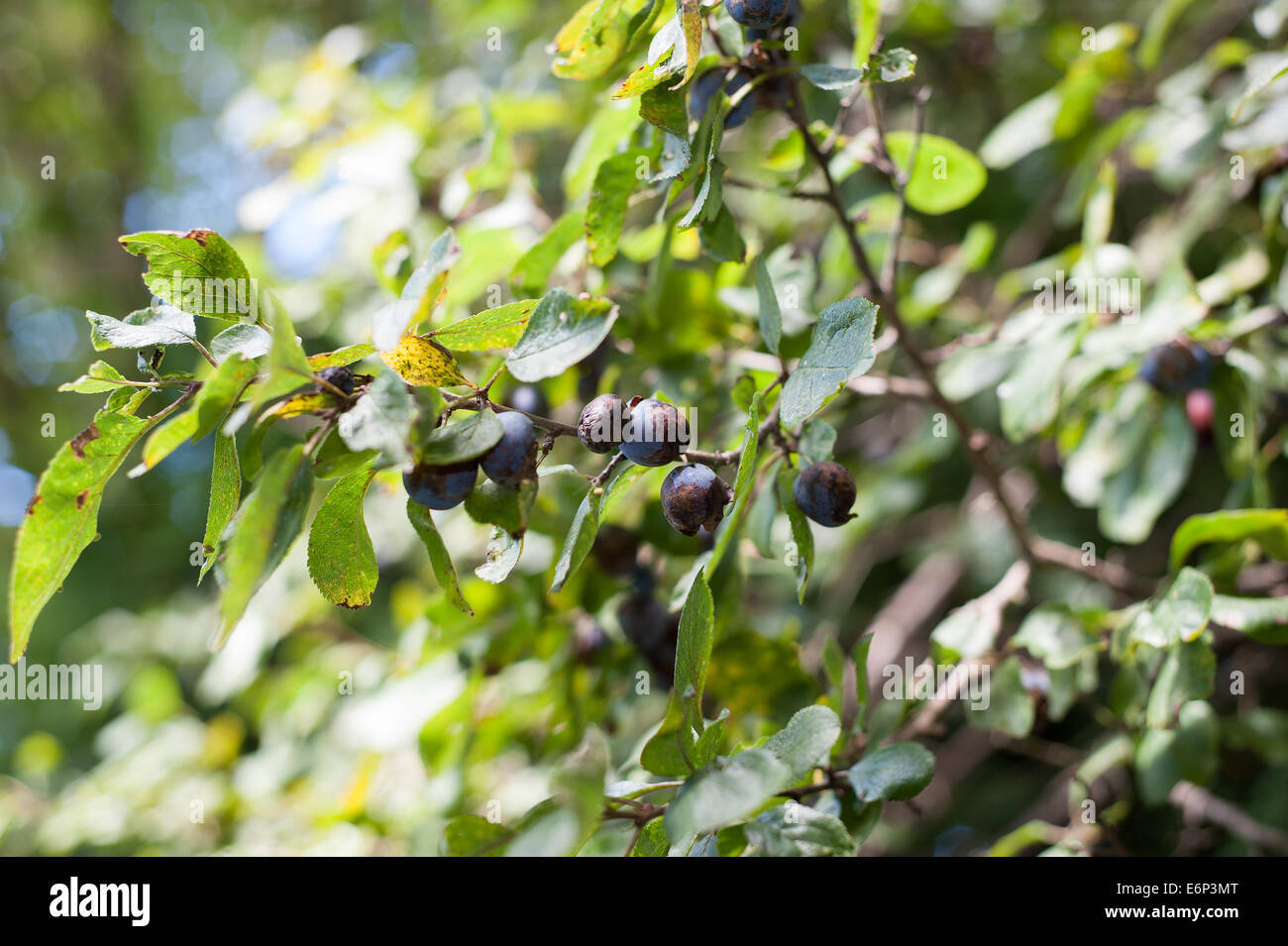 Damson trees uk hi-res stock photography and images - Alamy