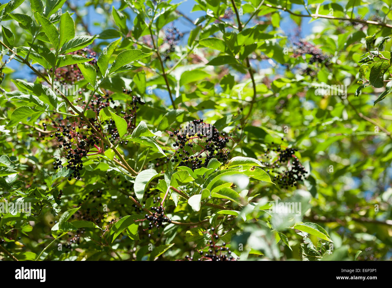 Damson trees uk hi-res stock photography and images - Alamy