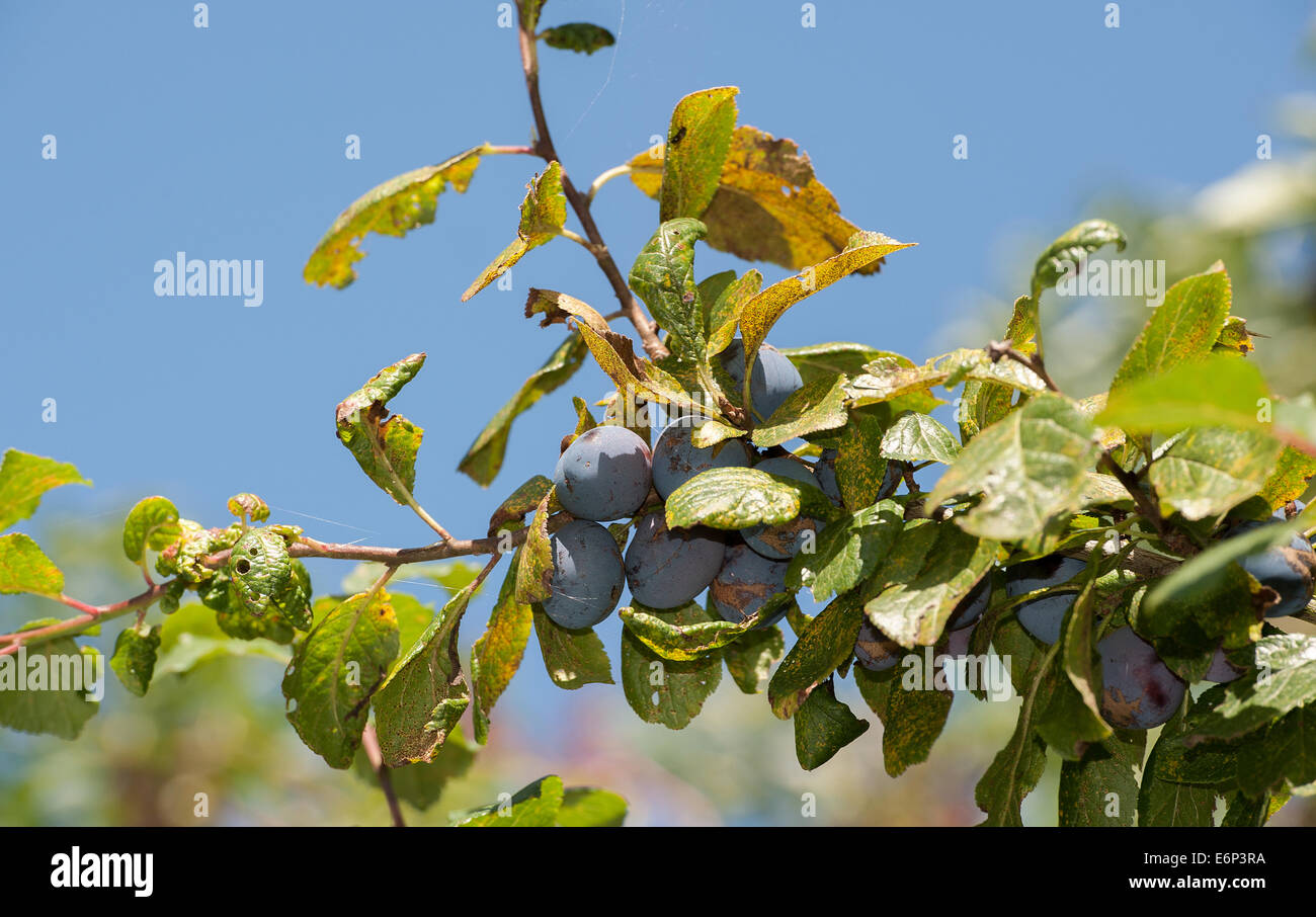 Damson Gin High Resolution Stock Photography and Images - Alamy