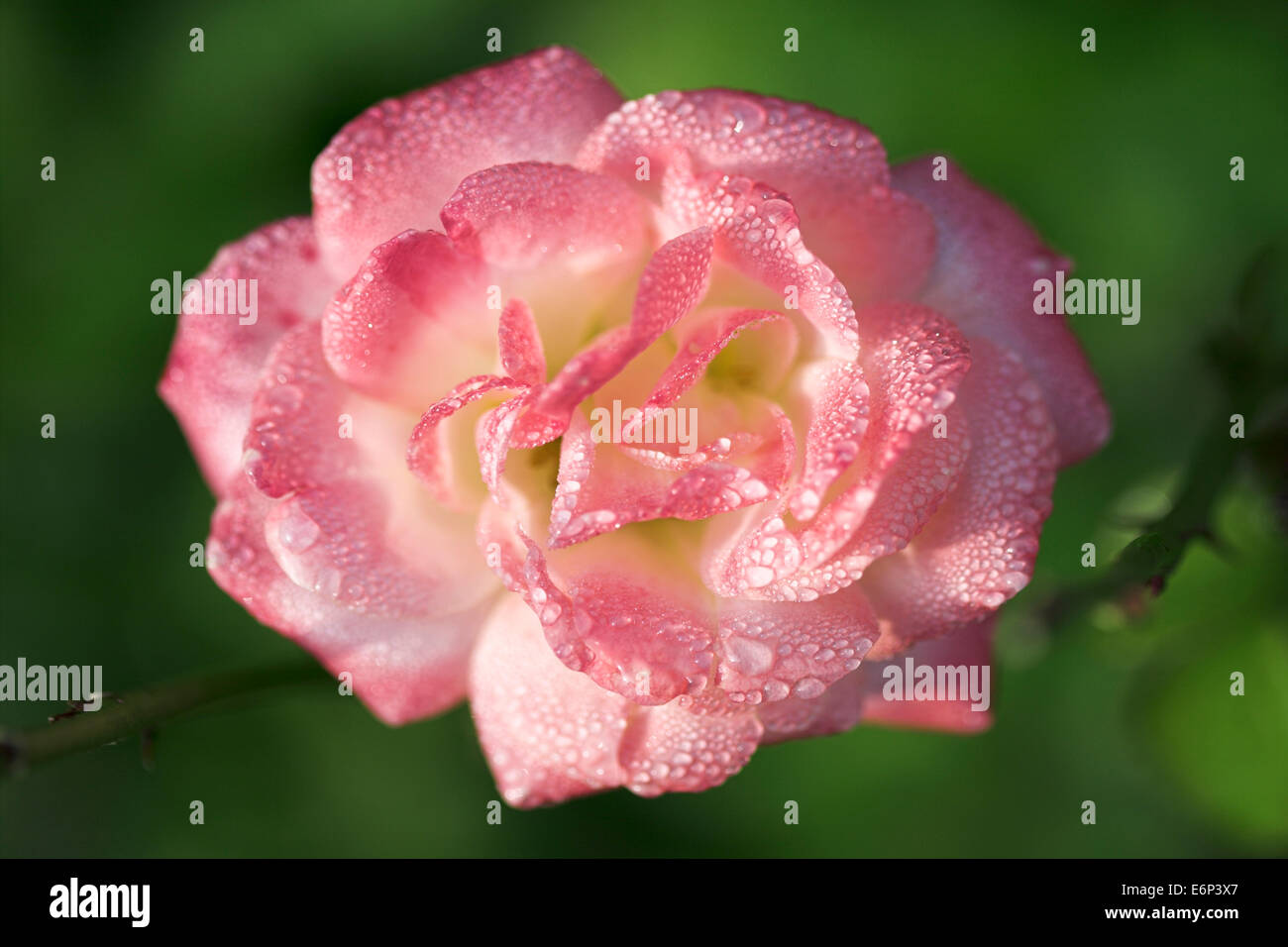 Dew covered pale pink rose in early morning sunlight Stock Photo - Alamy