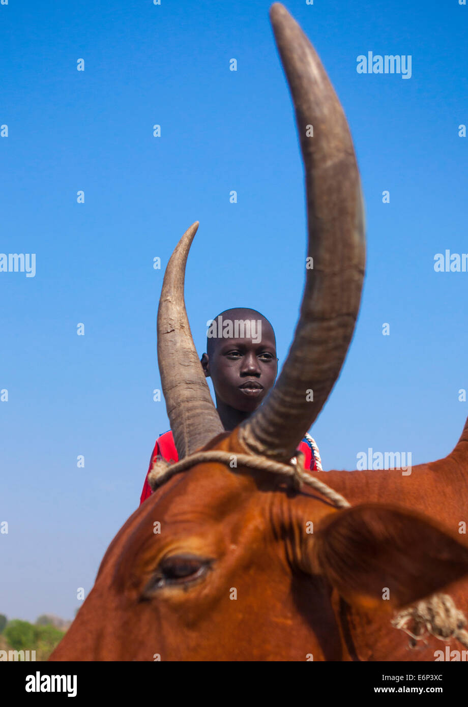Nuer tribe cattle hi-res stock photography and images - Alamy