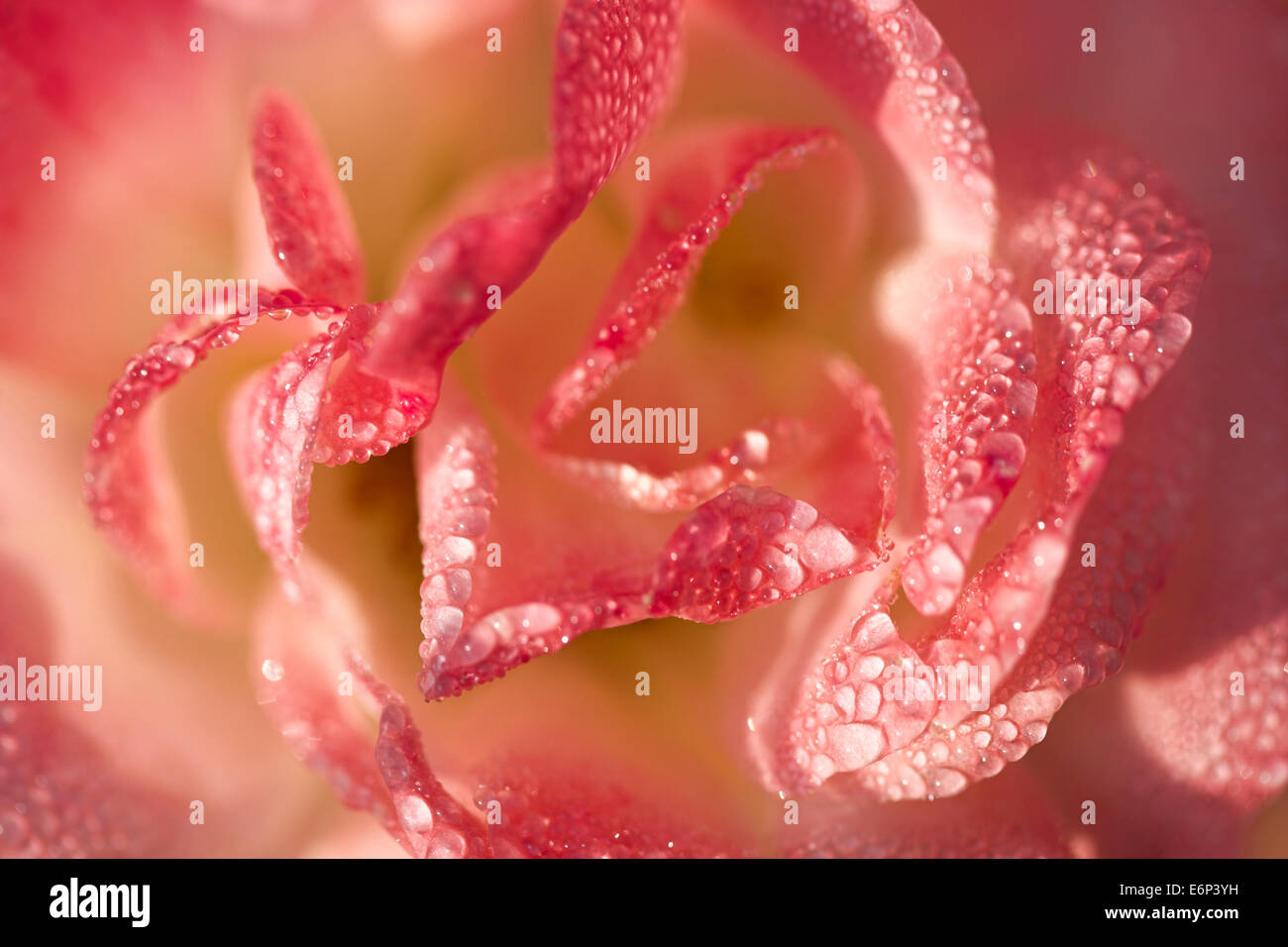 Rose in the morning hi-res stock photography and images - Alamy