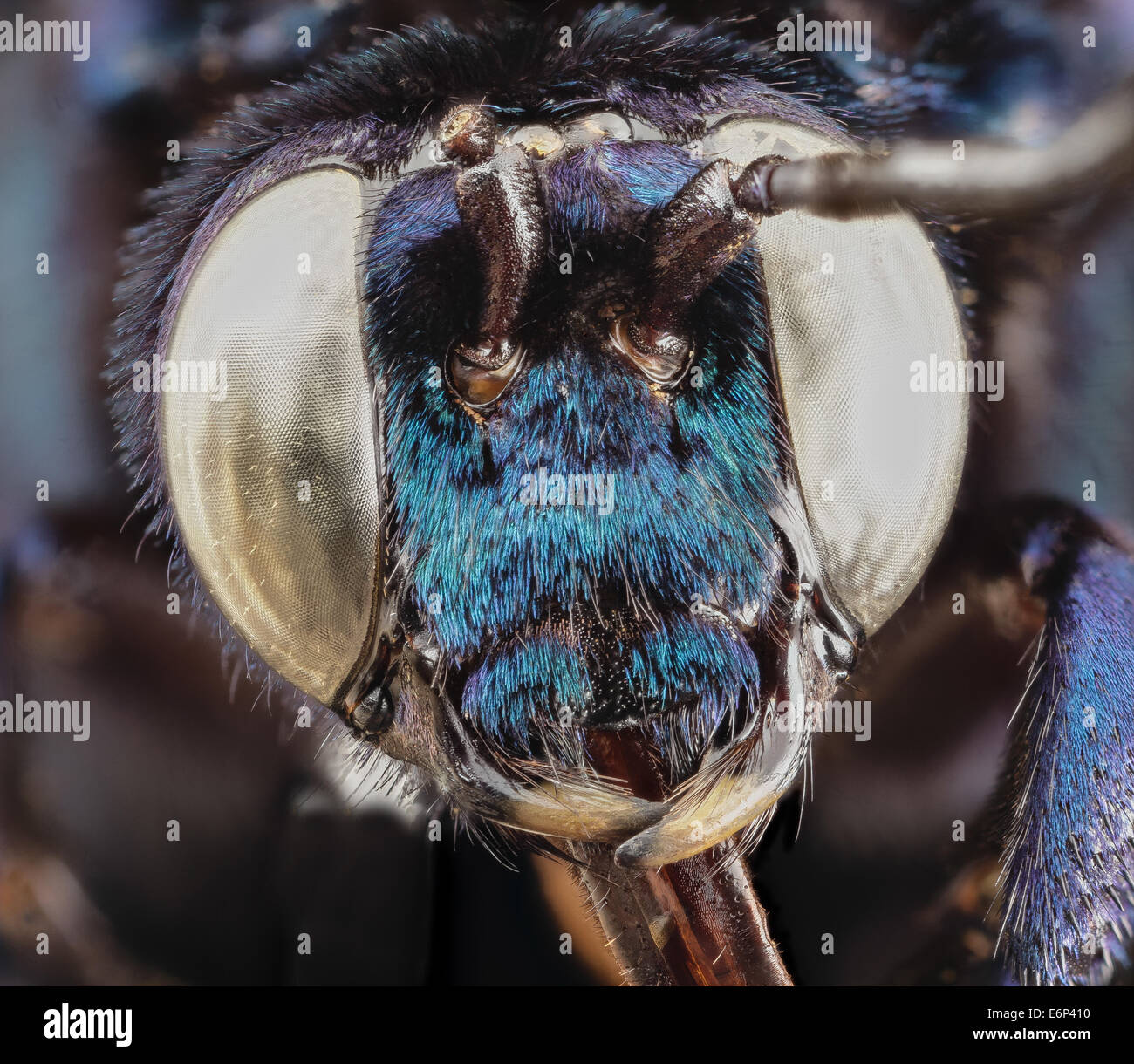 This image features a close-up of Acanthopus excellens, a ...