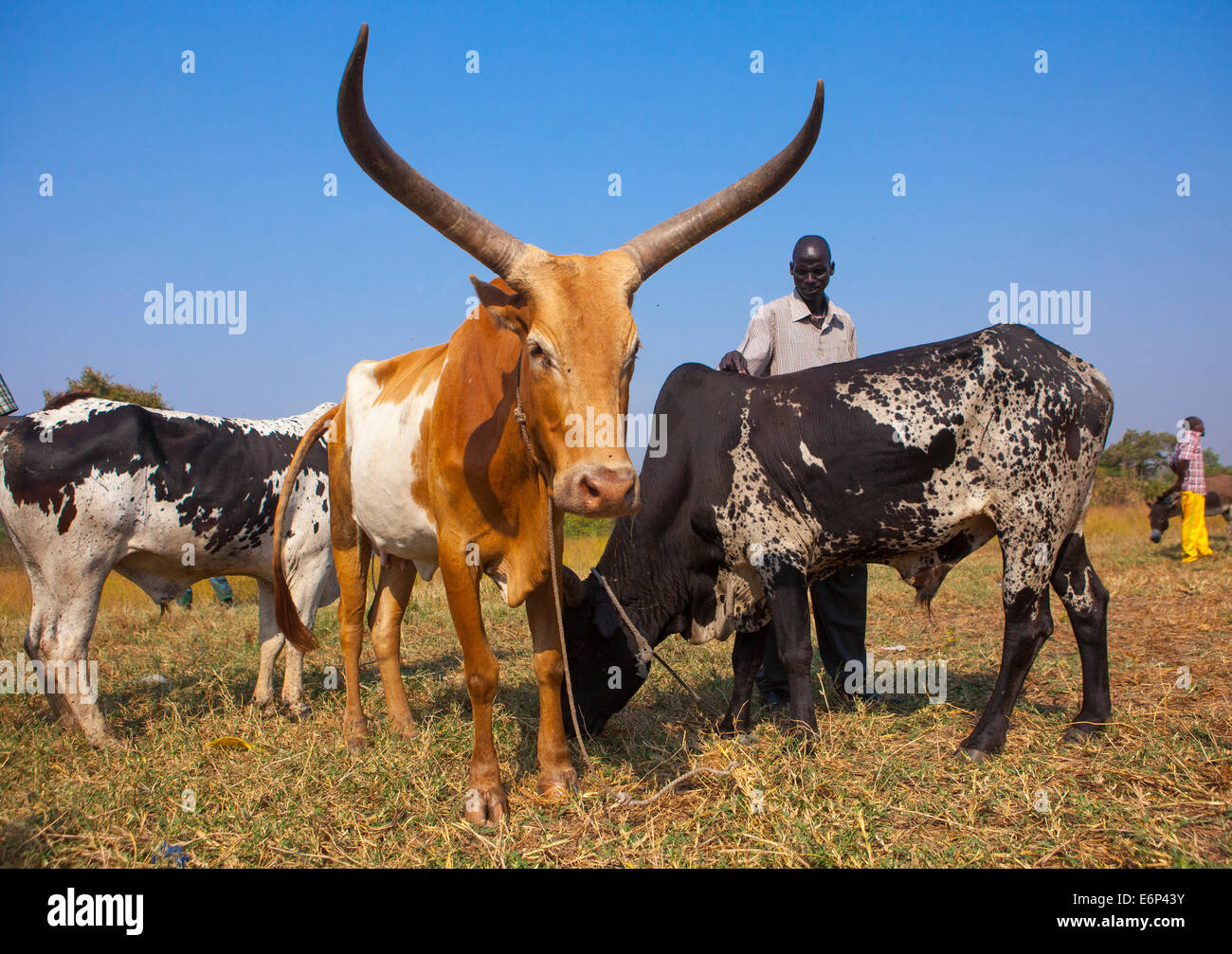 Nuer cattle ethiopia hi-res stock photography and images - Alamy