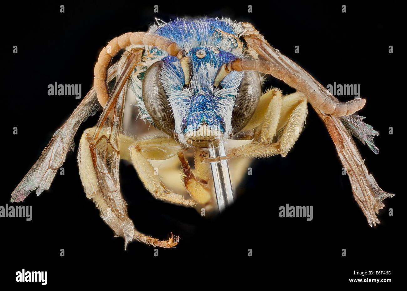 A detailed macro photograph of a female Agapostemon coloradinus bee ...