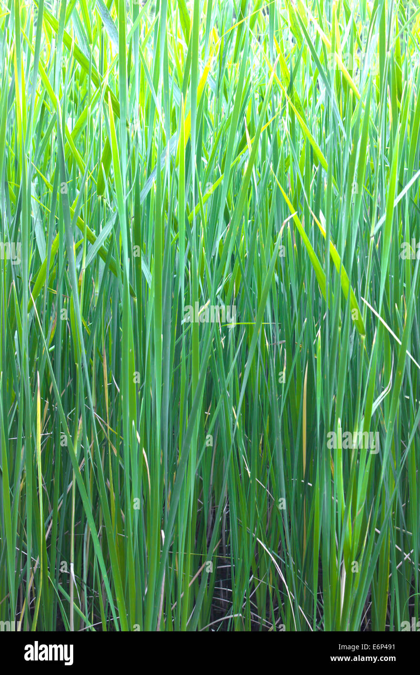 Golden colour reed leaves hi-res stock photography and images - Alamy