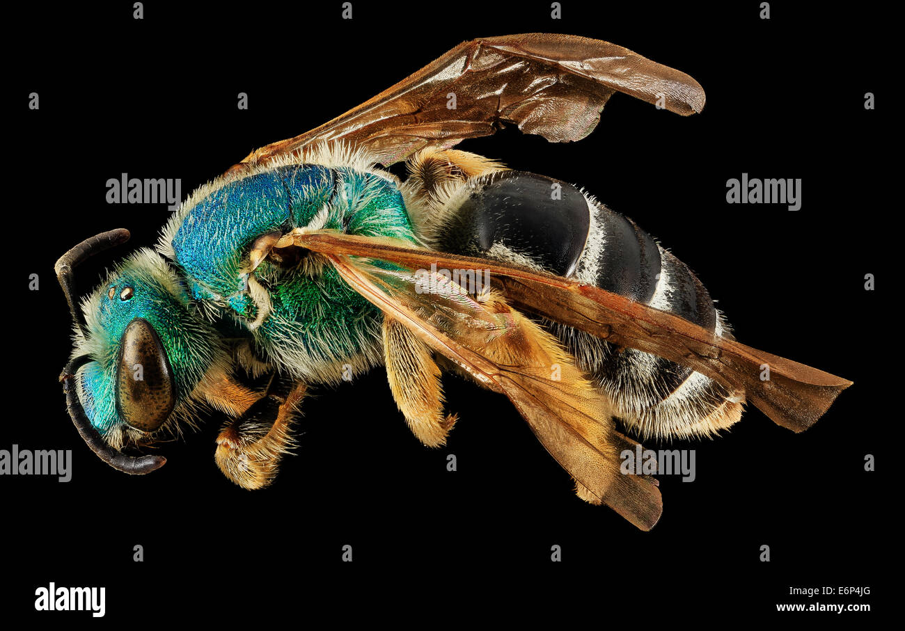 Macro agapostemon sweat bee hi-res stock photography and images - Alamy