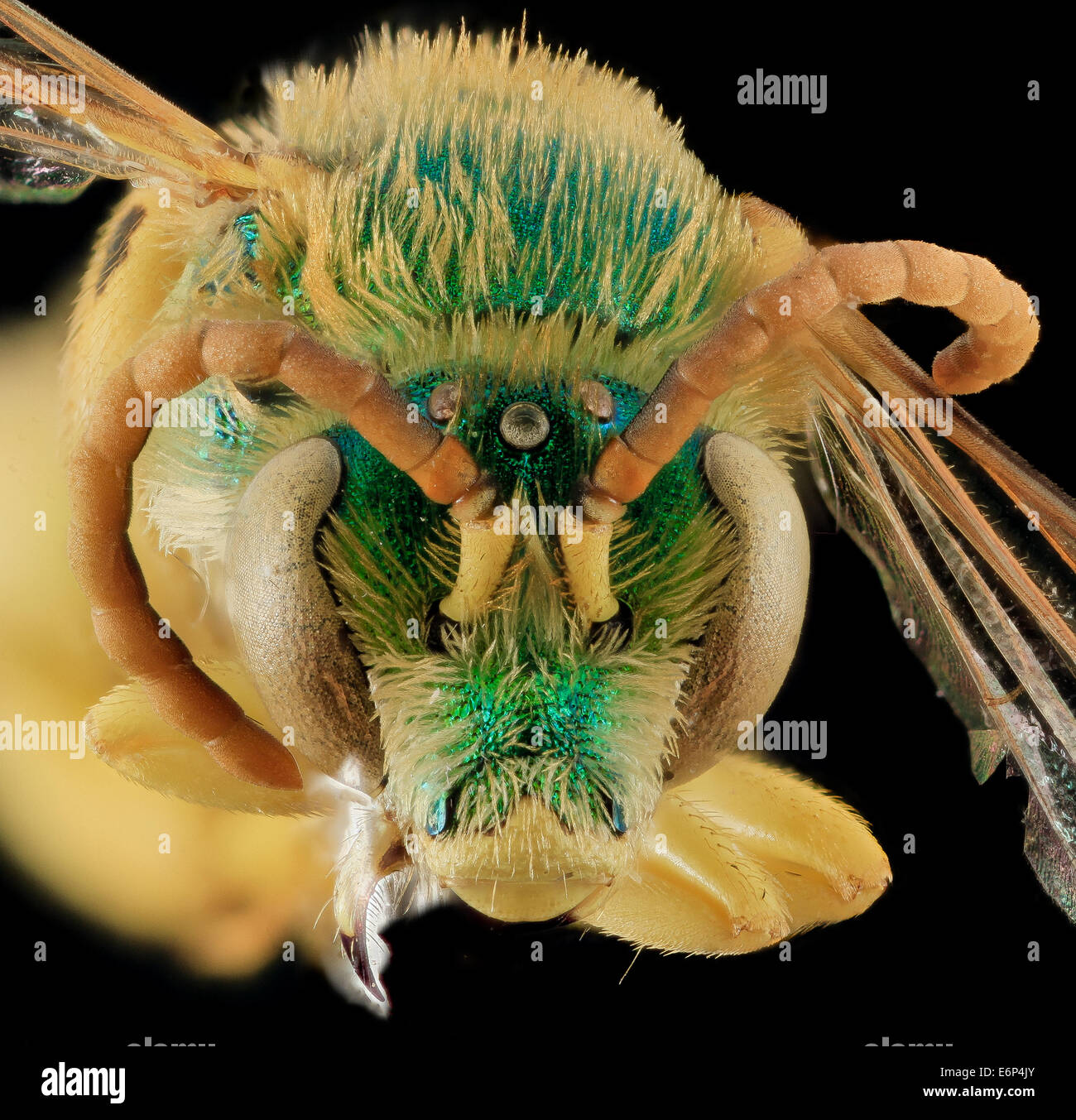 This image captures a male Agapostemon femoratus bee from the Great ...