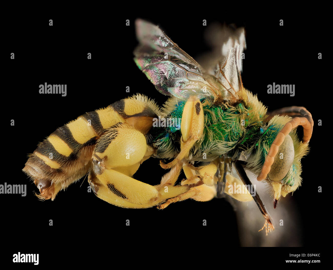 A male Agapostemon femoratus, a metallic sweat bee, photographed in the ...