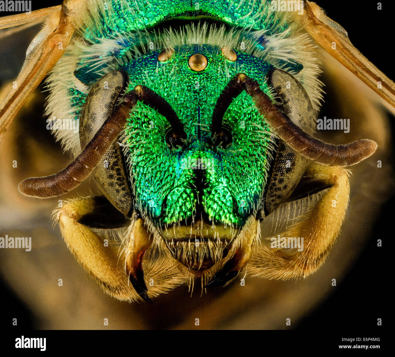 Macro agapostemon sweat bee hi-res stock photography and images - Alamy
