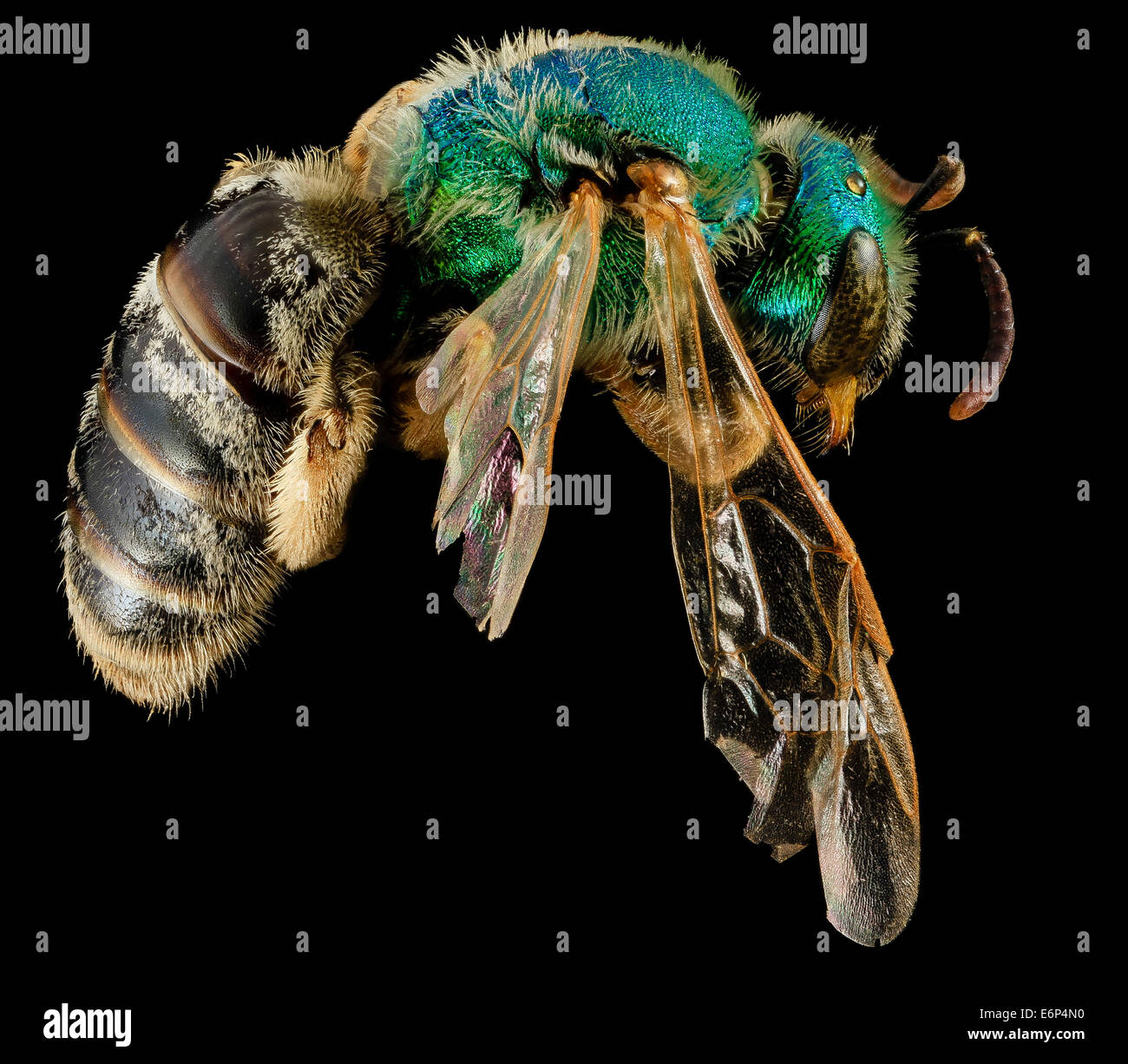 South indian insects hi-res stock photography and images - Alamy