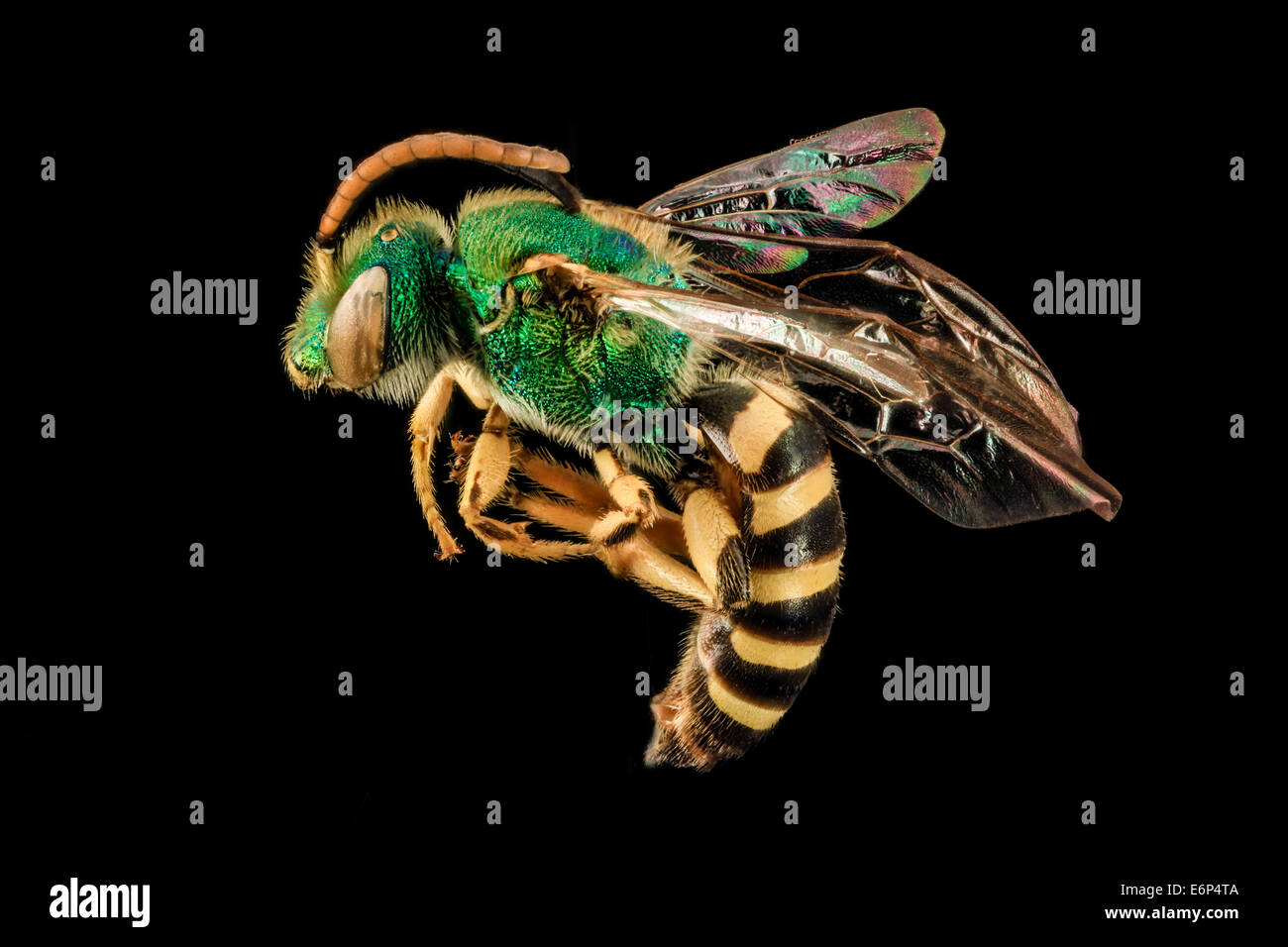 Macro agapostemon sweat bee hi-res stock photography and images - Alamy