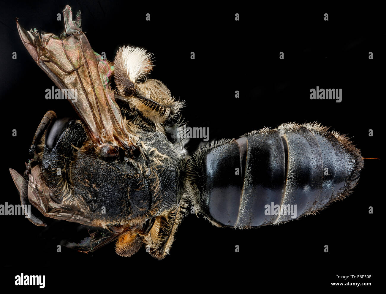 A close-up image of an Agapostemon bee in the Dominican Republic, showing the dorsal view of ...