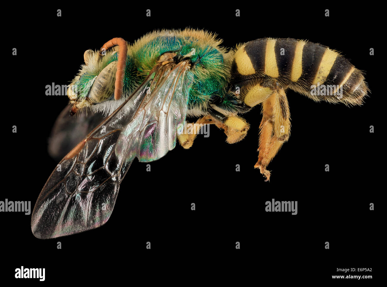 This image features a side view of an Agapostemon virescens male bee in ...