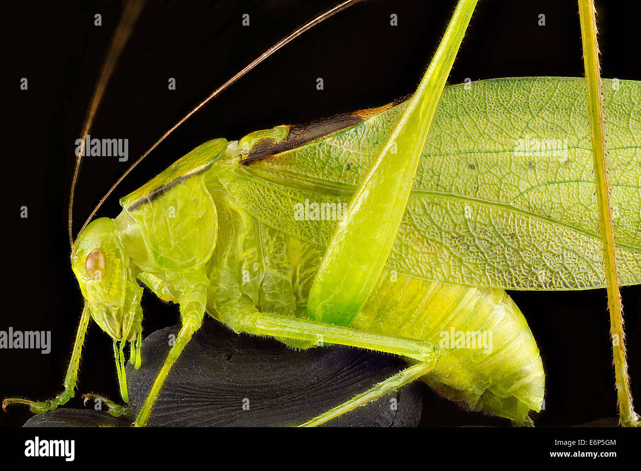 Cricket profile hi-res stock photography and images - Alamy
