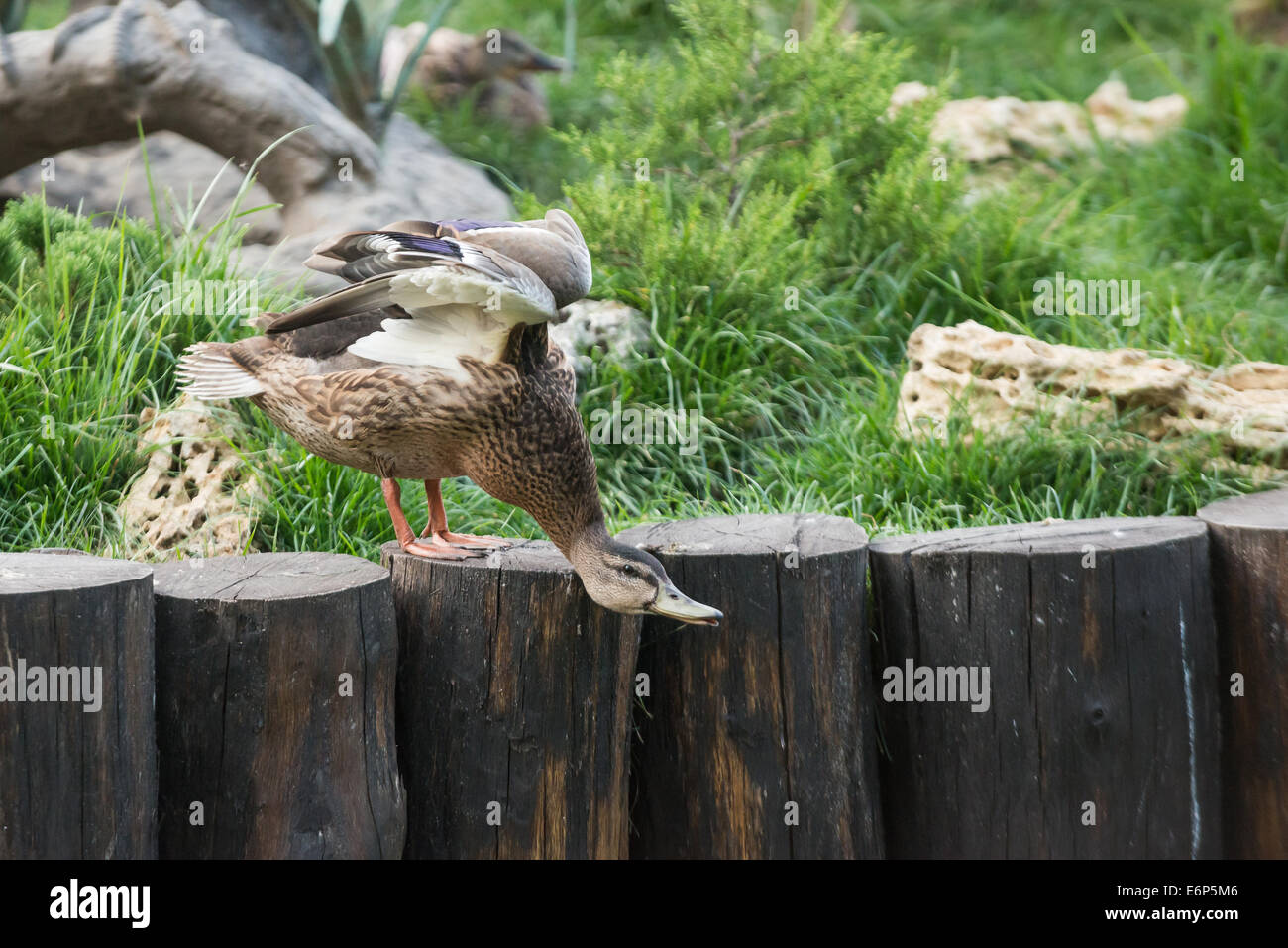 Nice duck watching down in the lake Stock Photo - Alamy