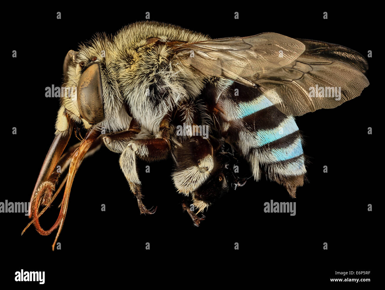 A male Amegilla species bee from India, recognized for its blue-banded ...