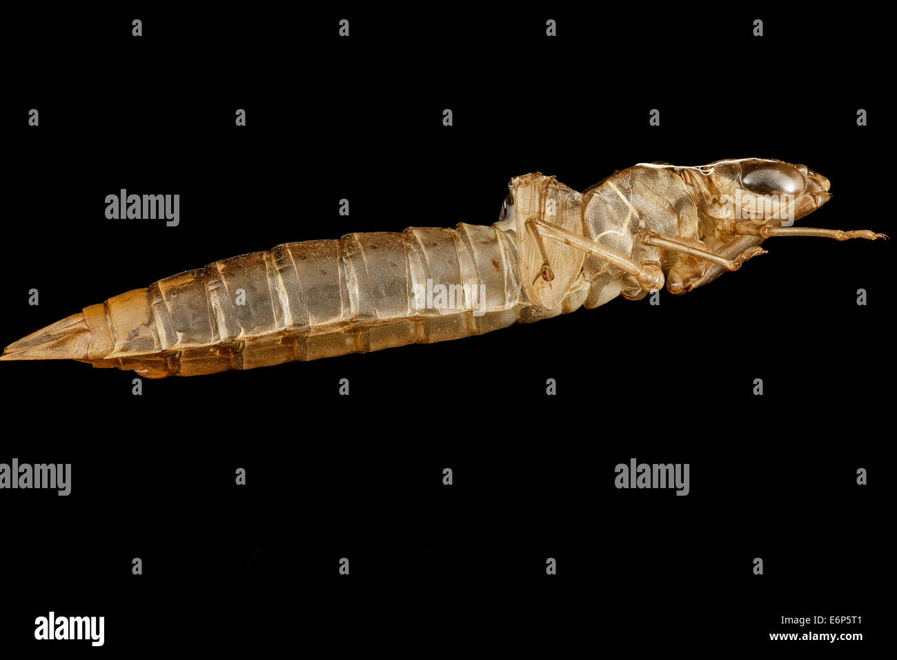 This image captures a cast skin of Anax junius, a dragonfly species, in ...