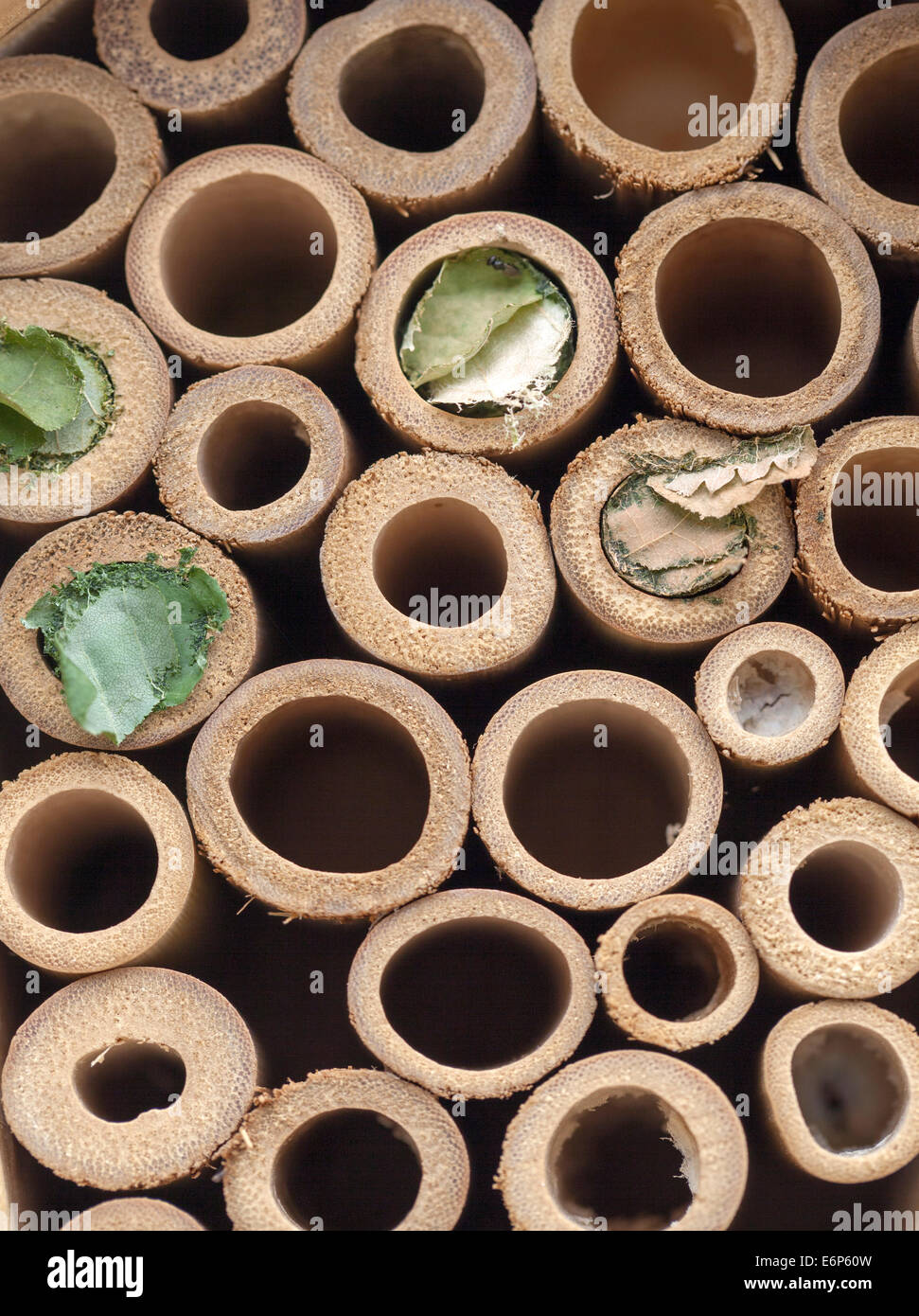 Insect box hi-res stock photography and images - Alamy