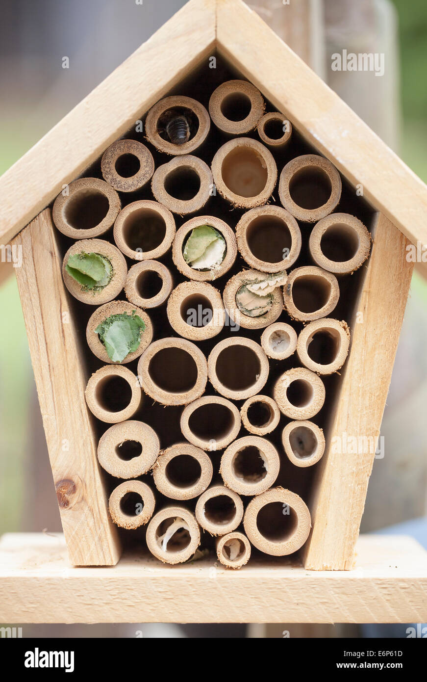 Insect box hi-res stock photography and images - Alamy